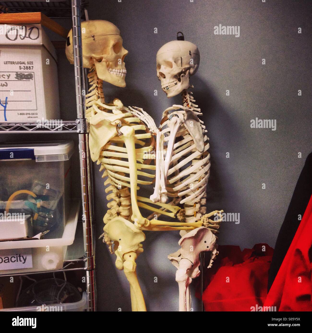 Female skeletons hi-res stock photography and images - Alamy