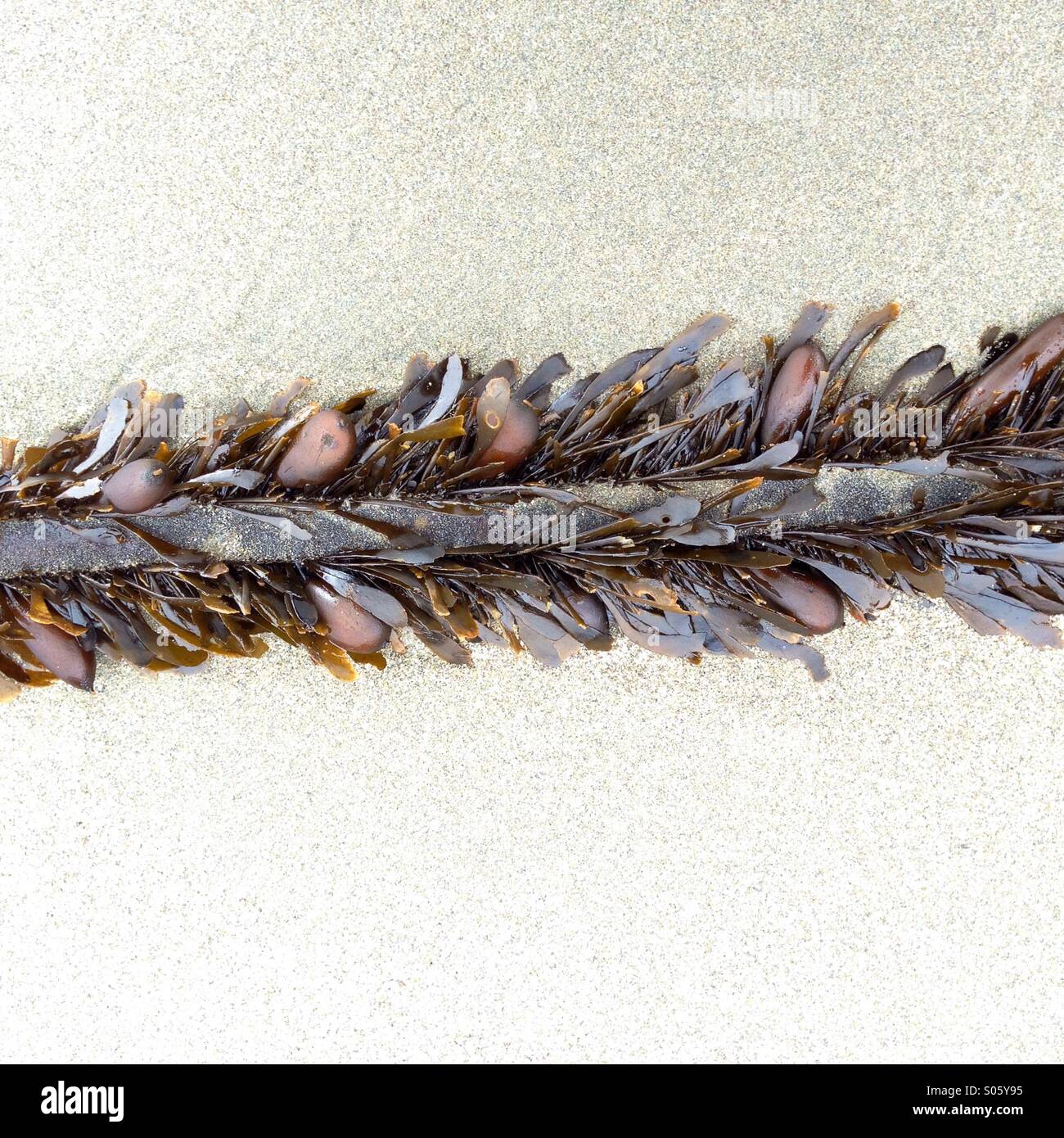 Seaweed and ocean hi-res stock photography and images - Alamy