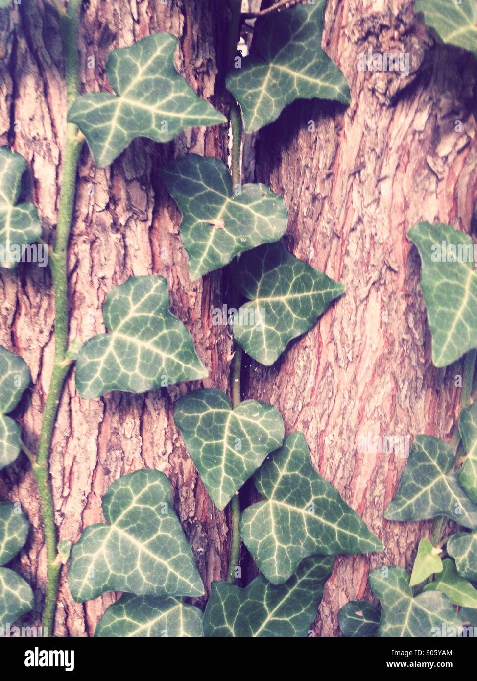 Vines on trunk hi-res stock photography and images - Alamy