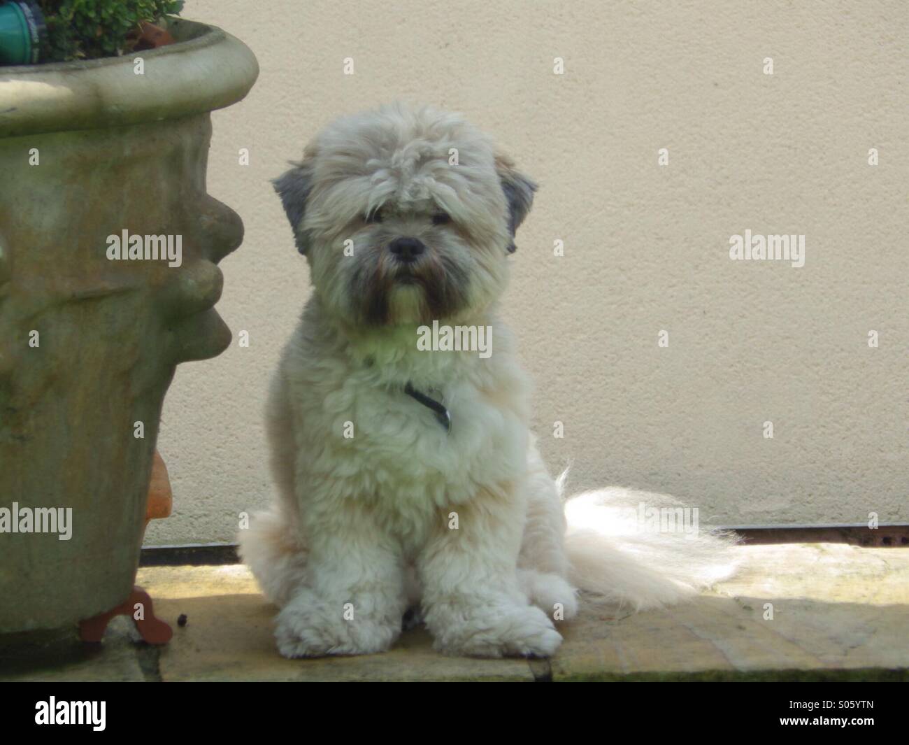 Lhasa apso puppy hi-res stock photography and images - Alamy
