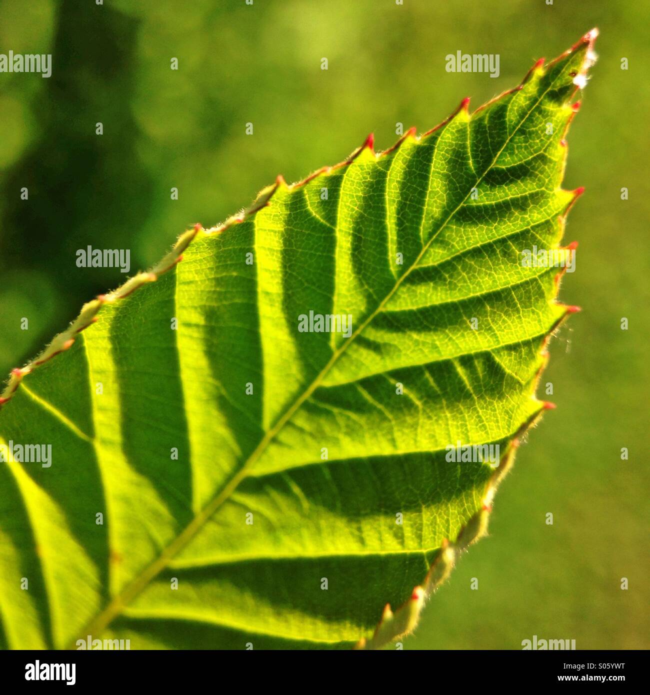 Toothed leaf hi-res stock photography and images - Alamy