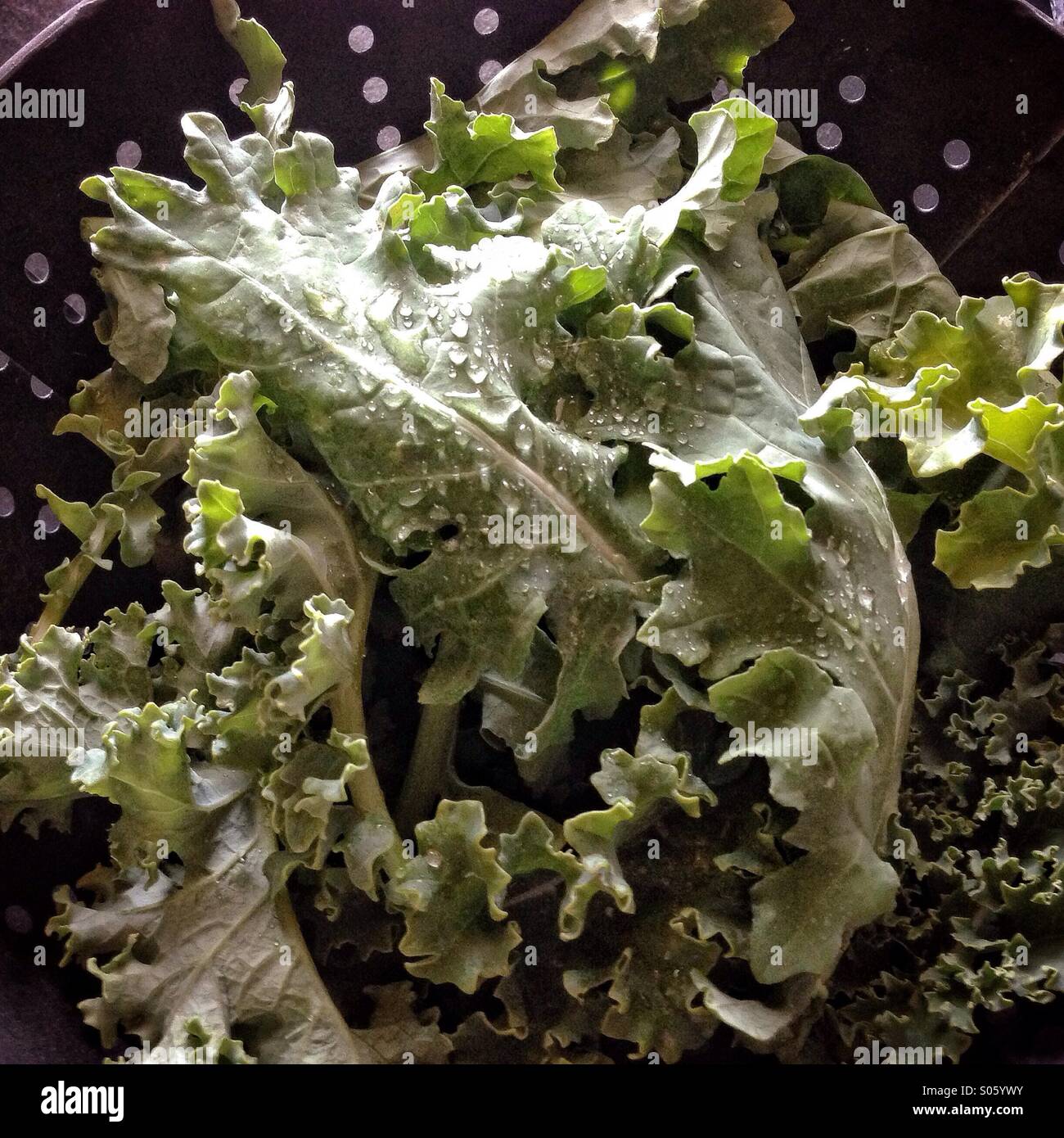Freshly washed kale Stock Photo - Alamy