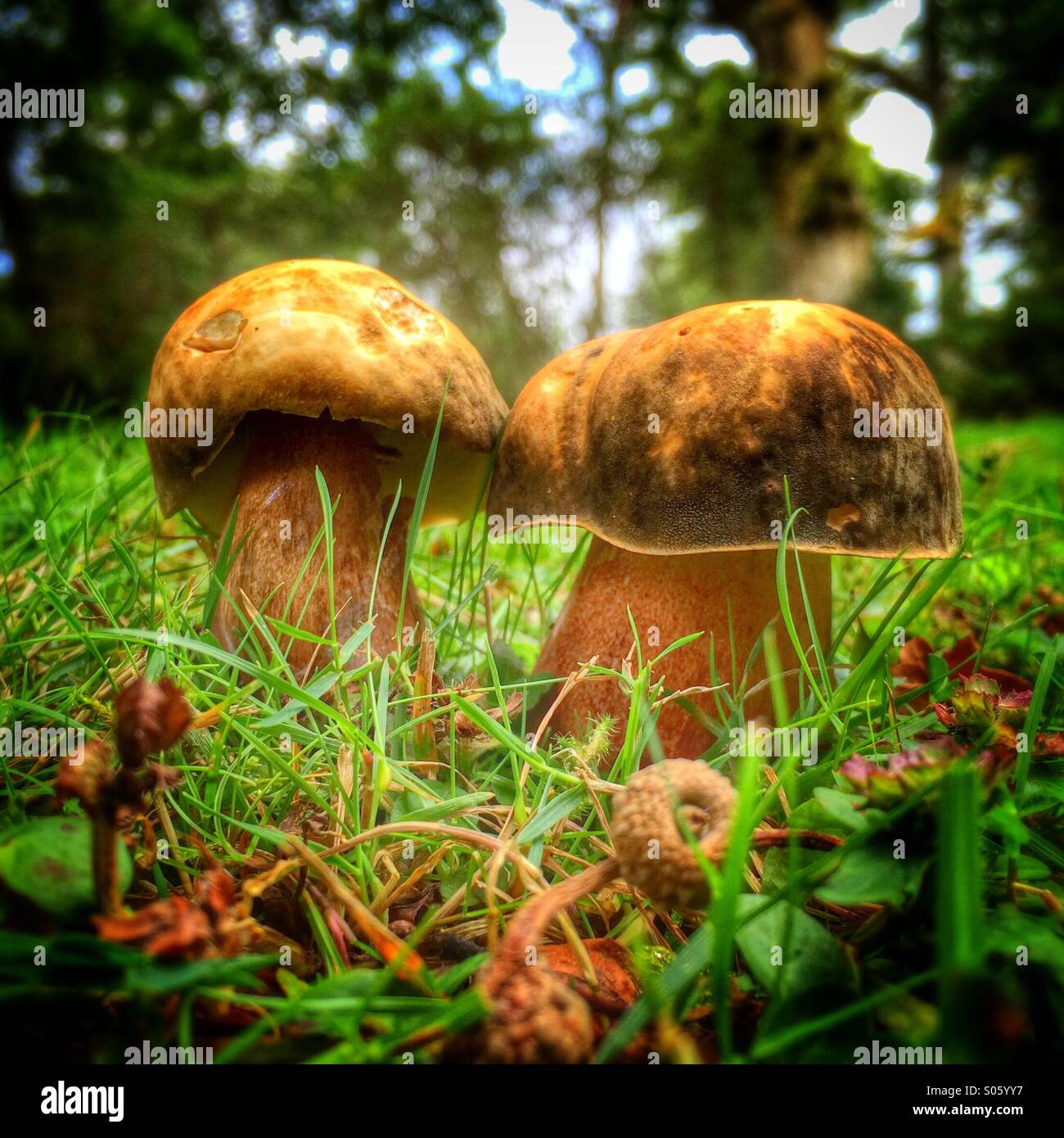 Mushrooms and toadstools hi-res stock photography and images - Alamy
