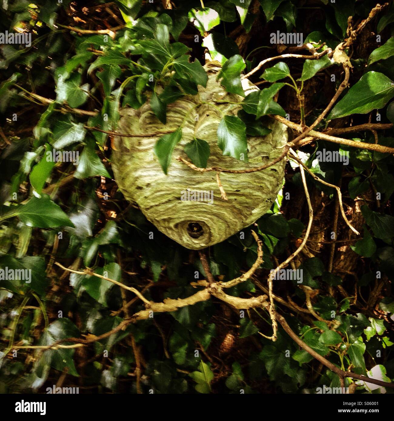 Woodland wasps hi-res stock photography and images - Alamy