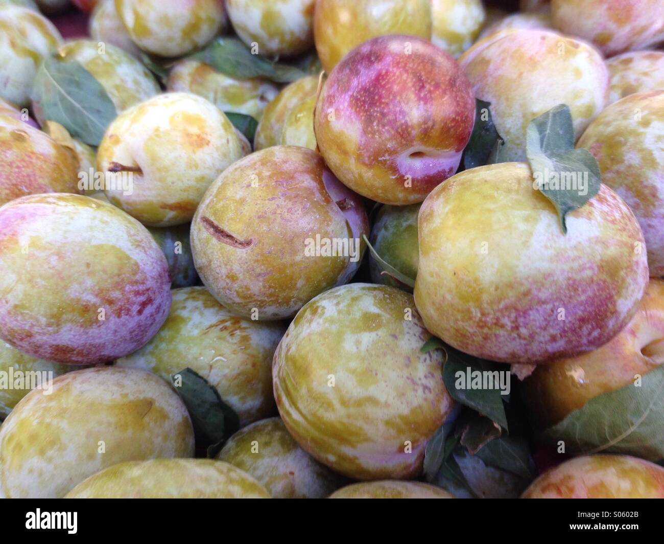 Plumy hi-res stock photography and images - Alamy