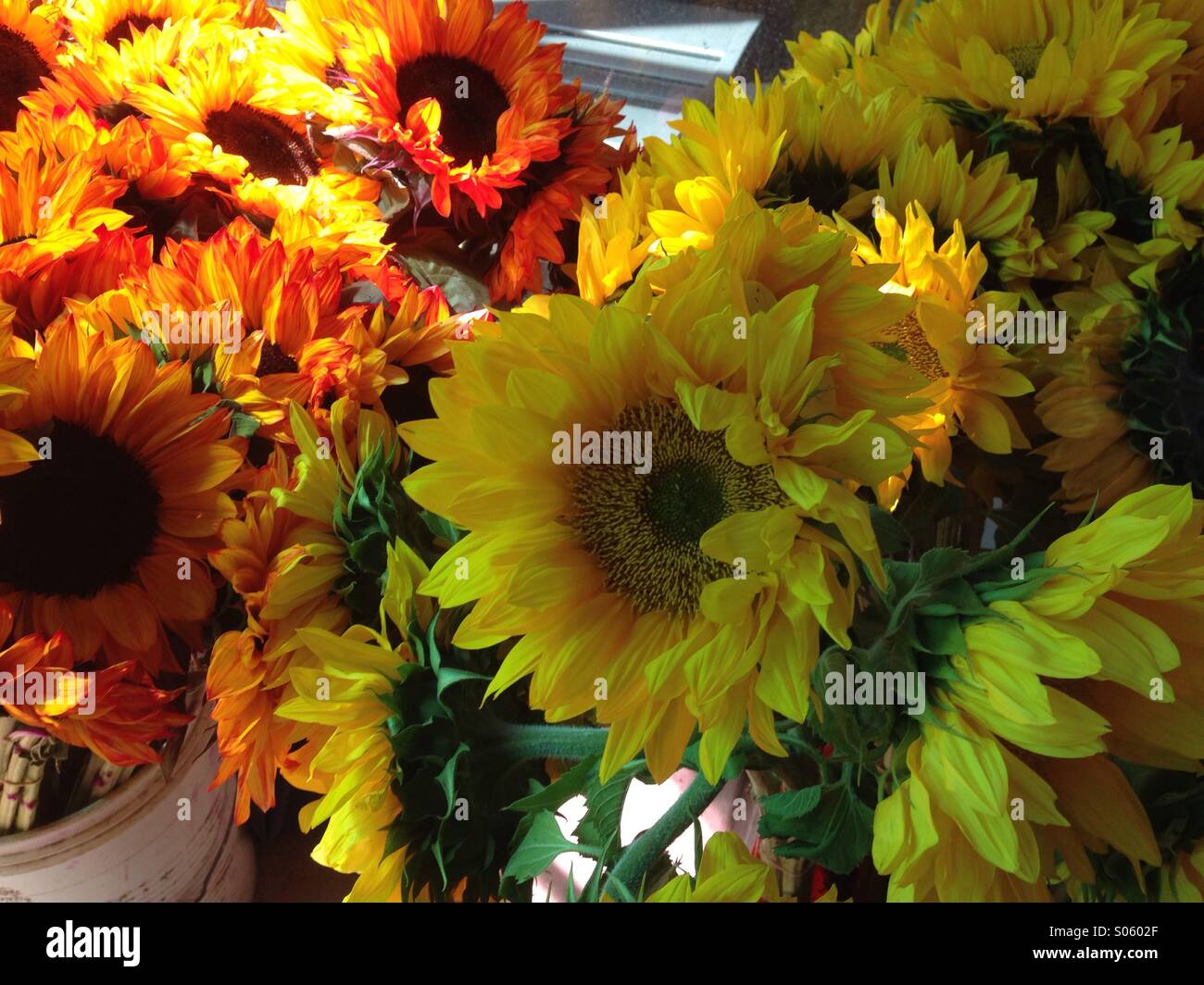 Buckets of sunflowers Stock Photo - Alamy