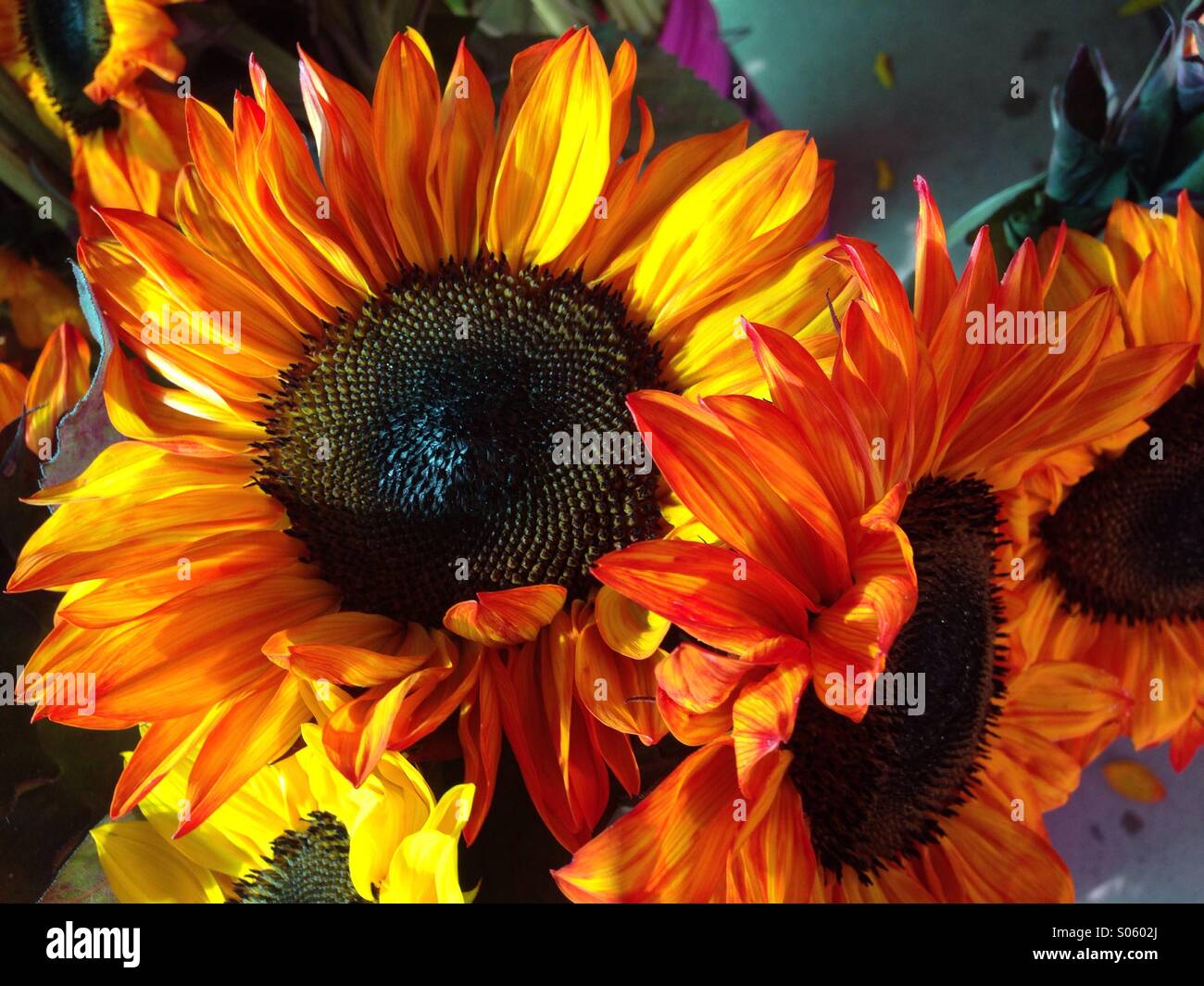 Double sun hi-res stock photography and images - Alamy