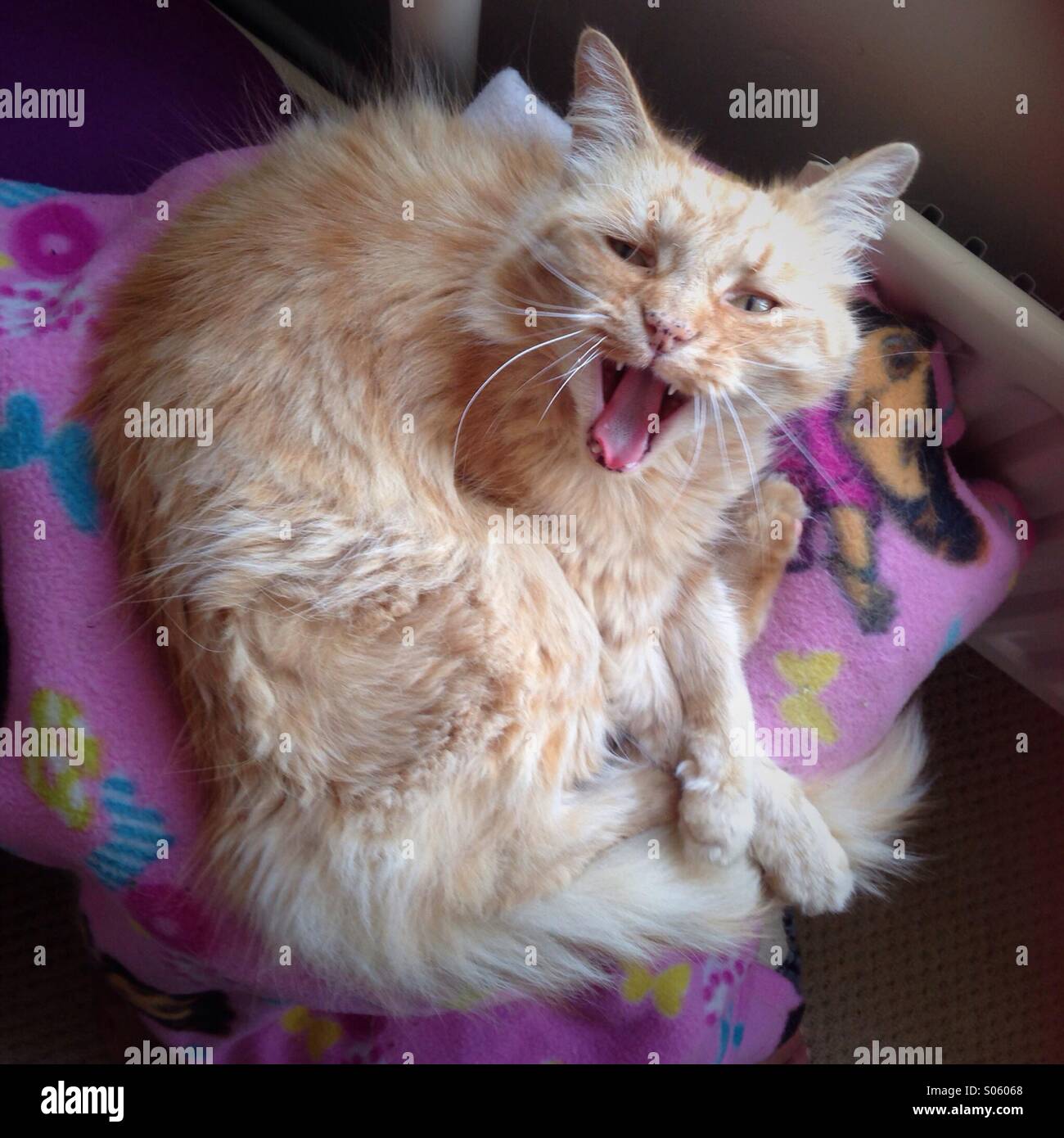 Annoyed cat hi-res stock photography and images - Alamy