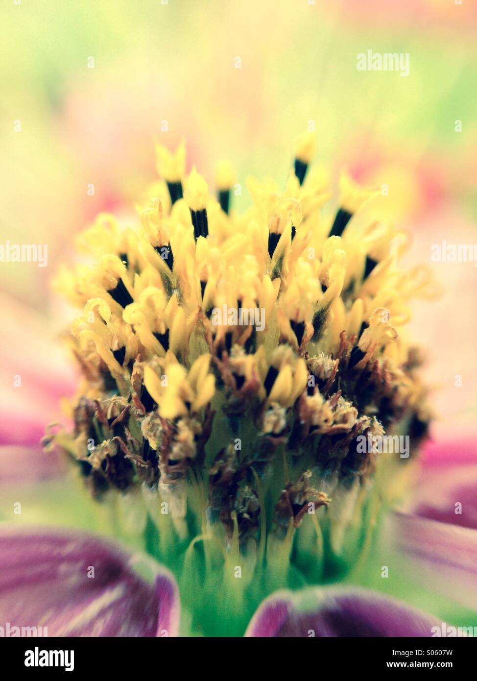 Close up of flower stamen Stock Photo - Alamy