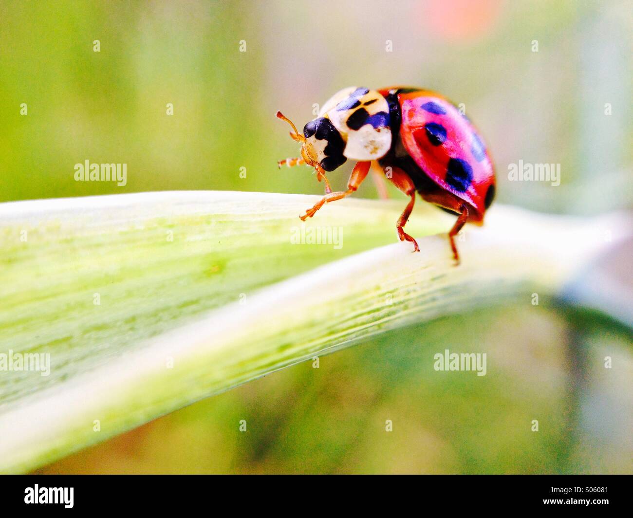 Ladybird on a leaf hi-res stock photography and images - Alamy
