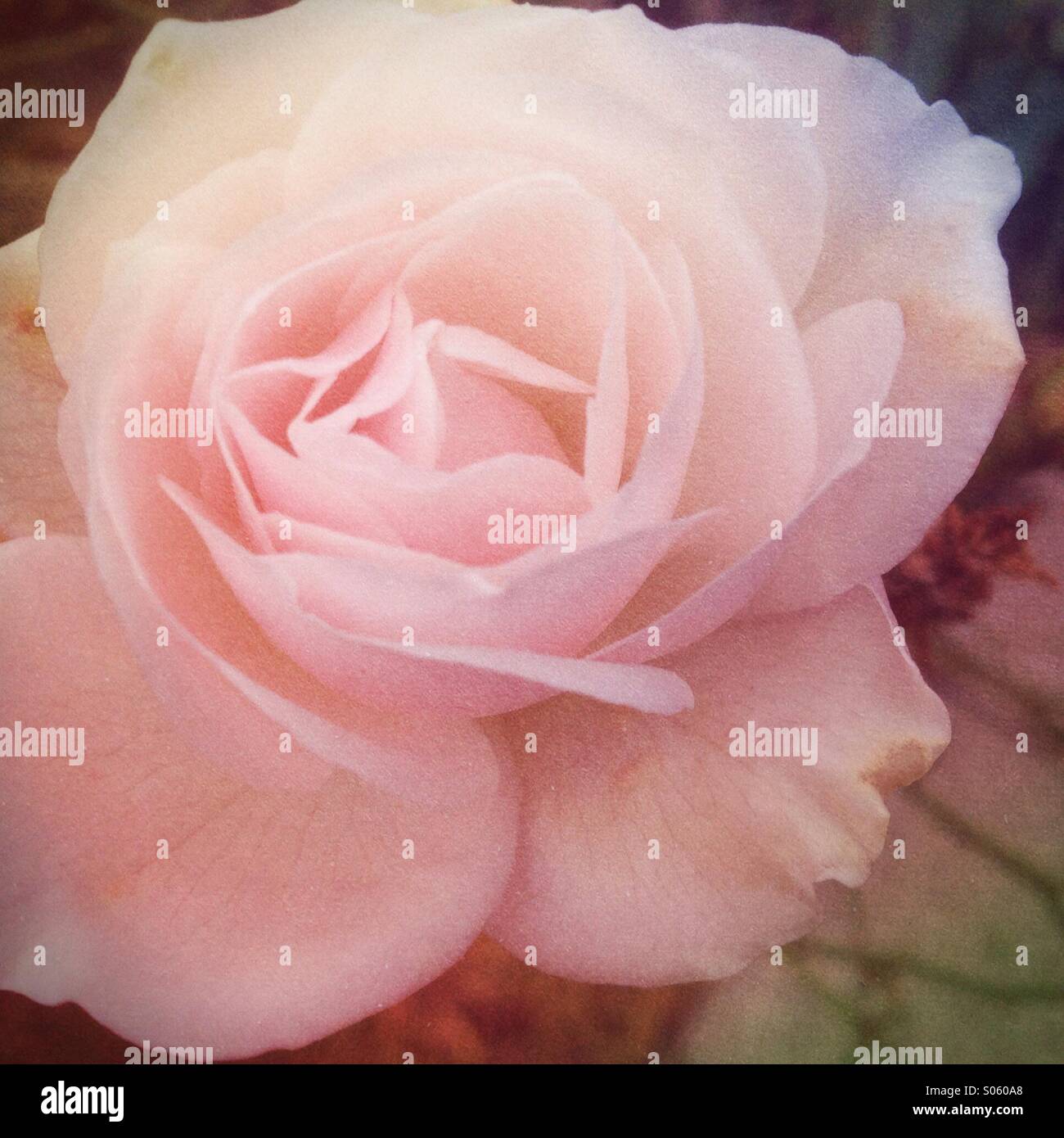Vintage style Pink rose Stock Photo - Alamy