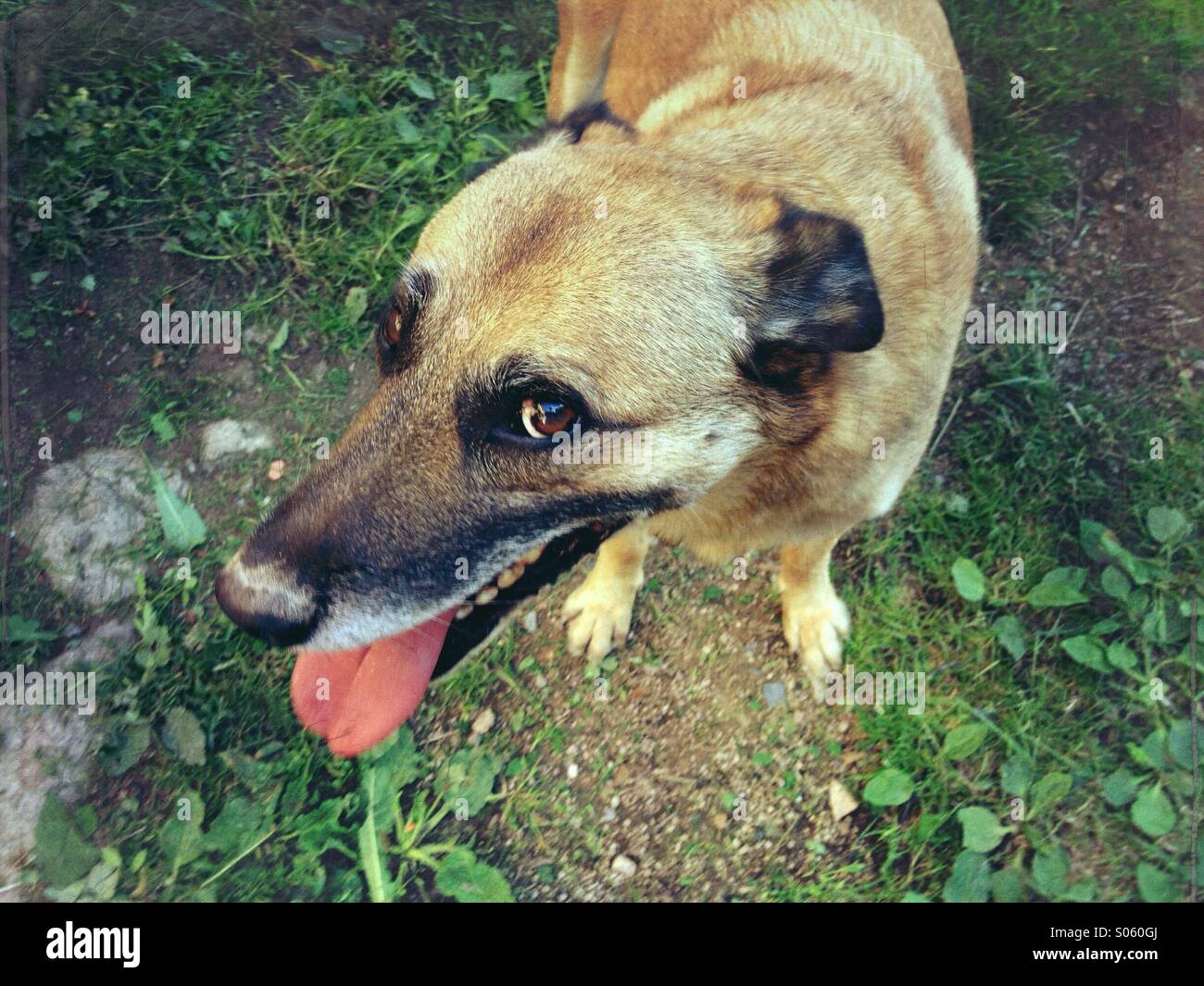 Dog looking up at his owner Stock Photo - Alamy