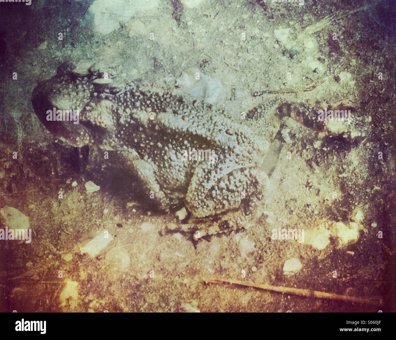 Toad creature hi-res stock photography and images - Alamy