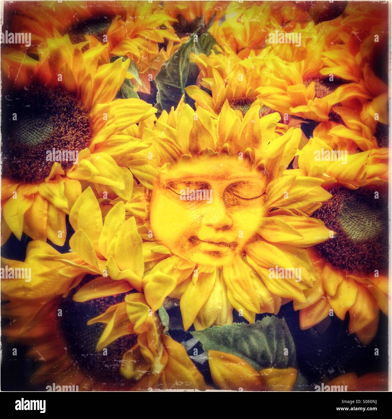 Sleepy sunflowers hi-res stock photography and images - Alamy