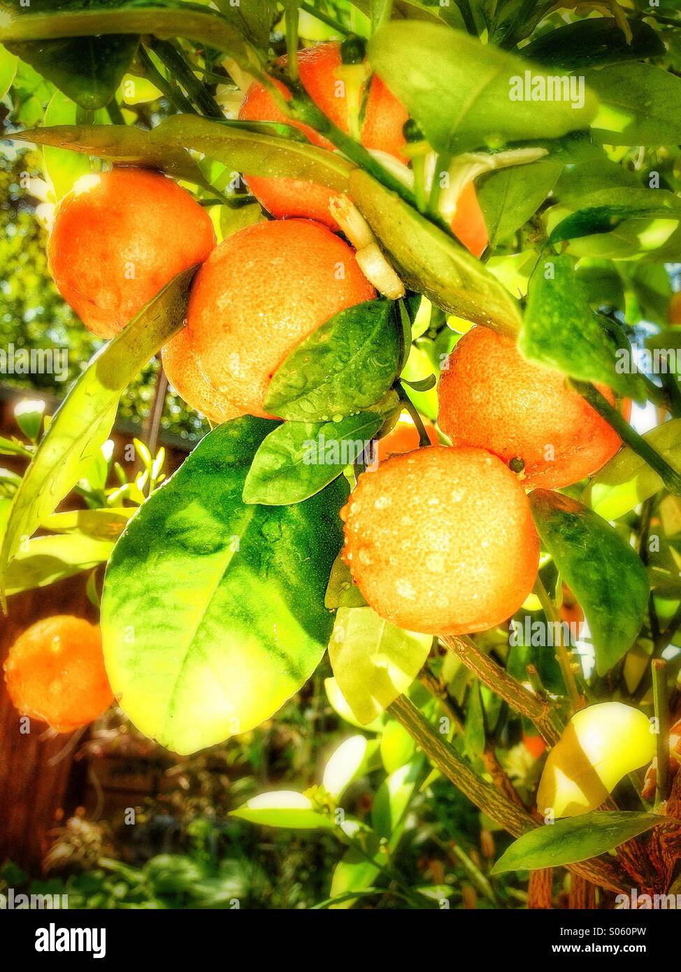 Five oranges hi-res stock photography and images - Alamy