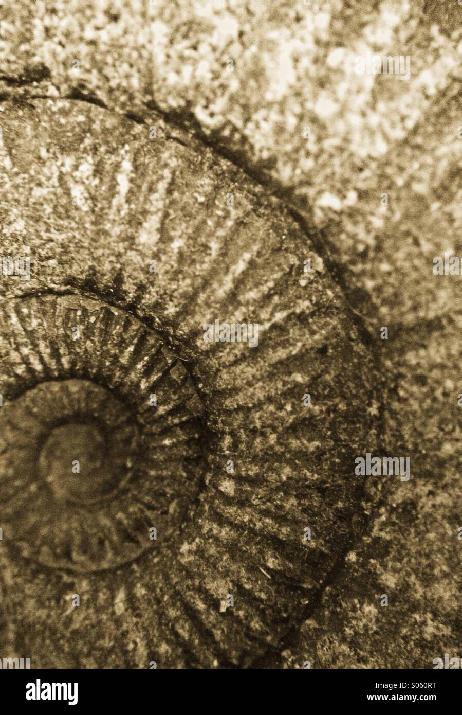 Fossilised remains hi-res stock photography and images - Alamy