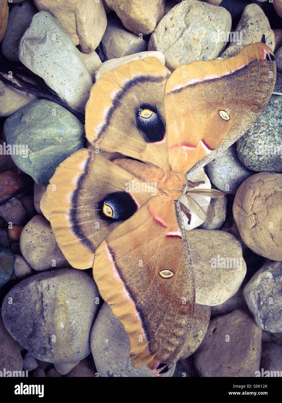 Very beautiful moth hi-res stock photography and images - Alamy