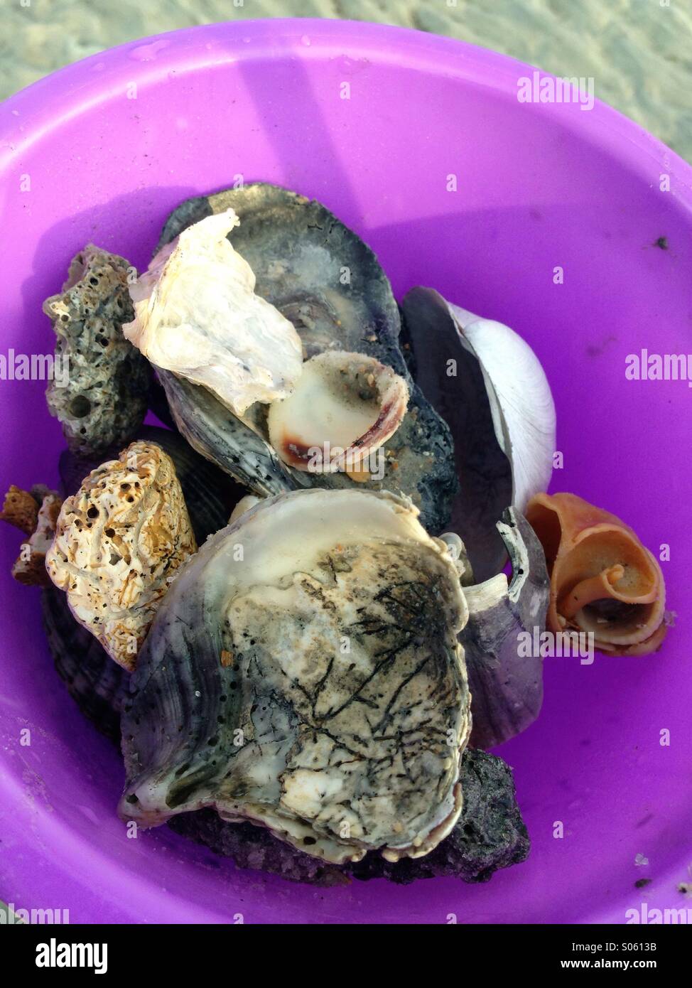 Collecting shells hi-res stock photography and images - Alamy
