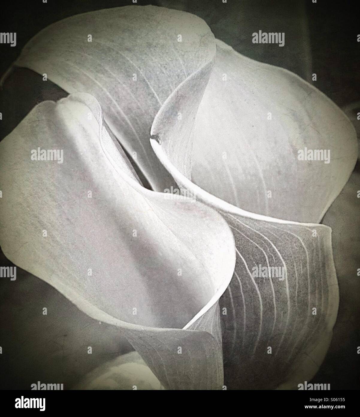 Three calla lillies in dramatic black and white Stock Photo - Alamy
