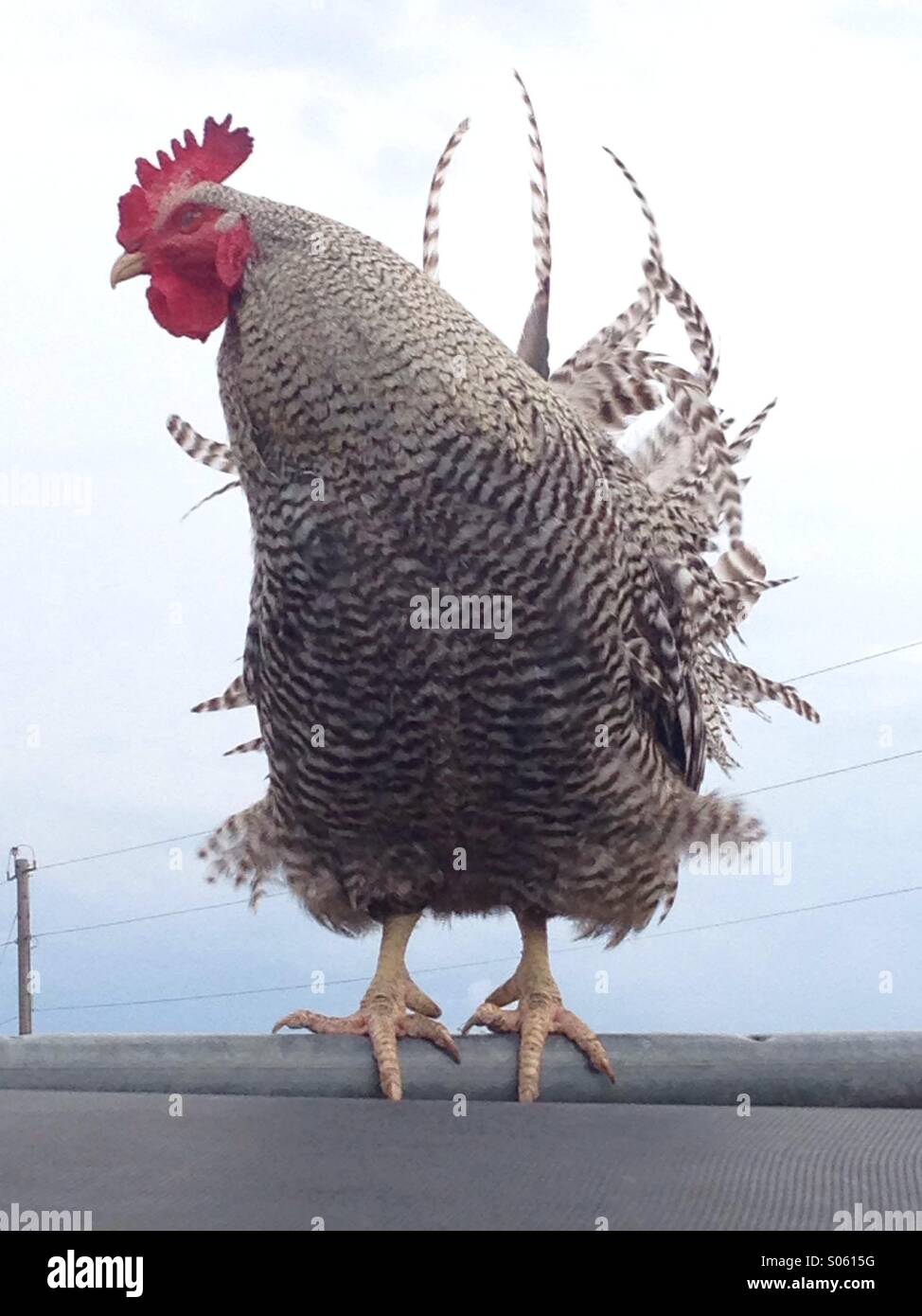Rooster feathers hi-res stock photography and images - Alamy