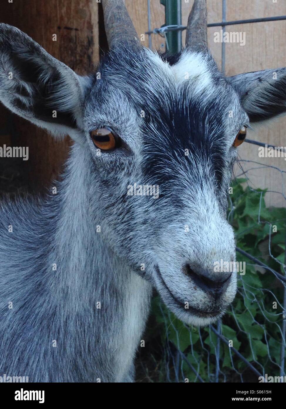 Doe Goat High Resolution Stock Photography and Images - Alamy