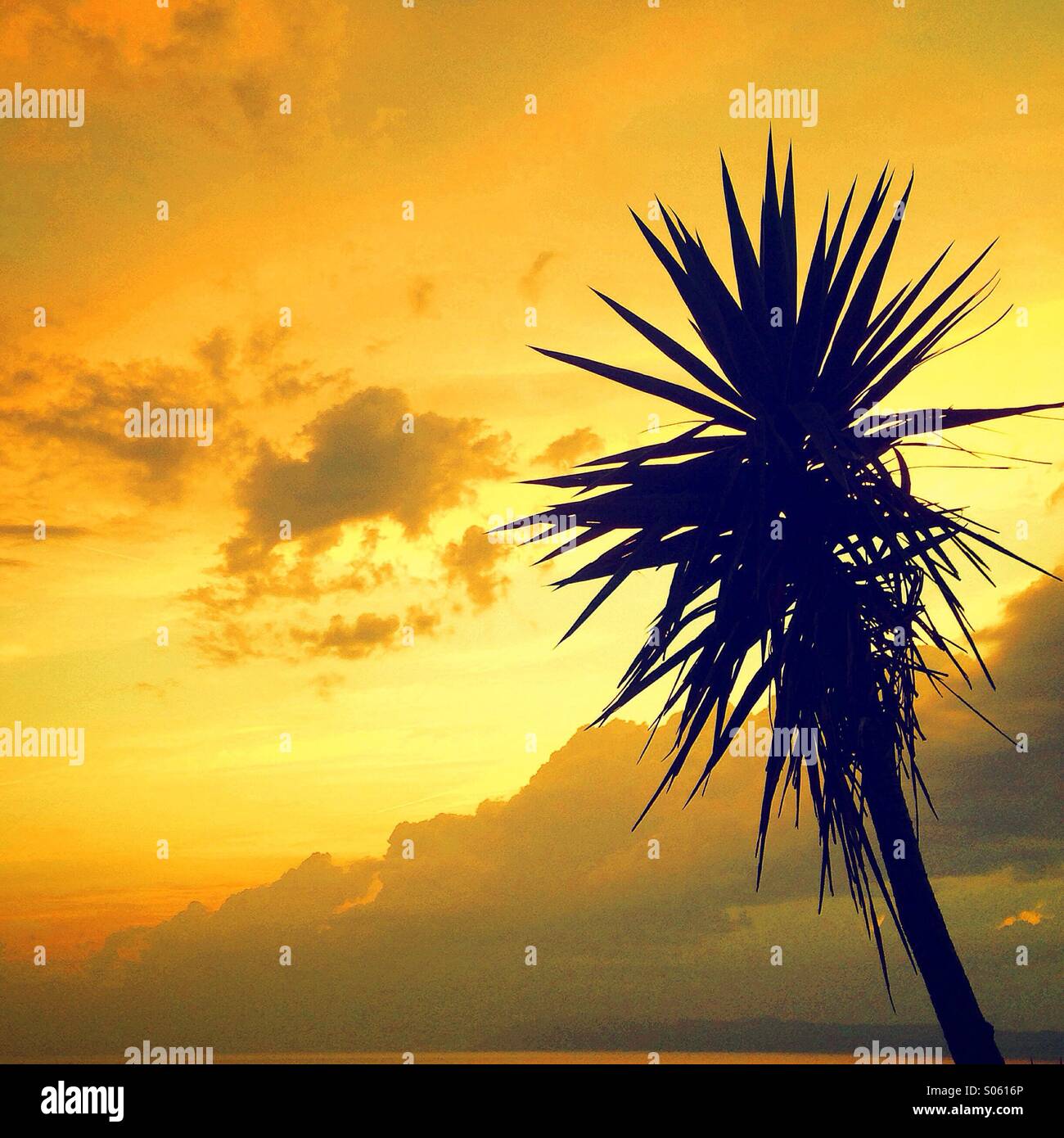 Small palm tree hi-res stock photography and images - Alamy