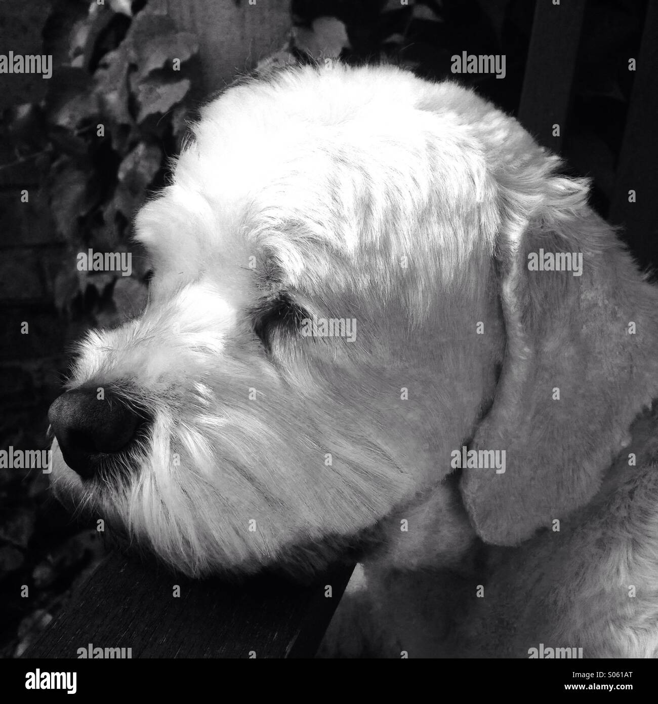 Cockerchon dog's head Stock Photo - Alamy