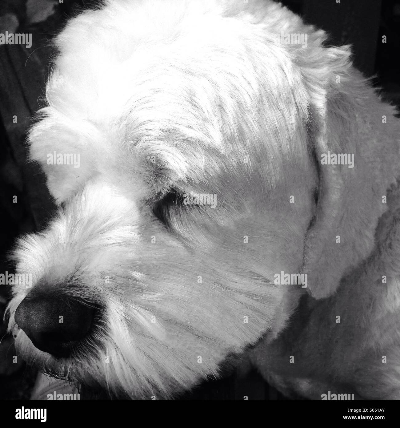 American cocker spaniel cross breed hi-res stock photography and images ...