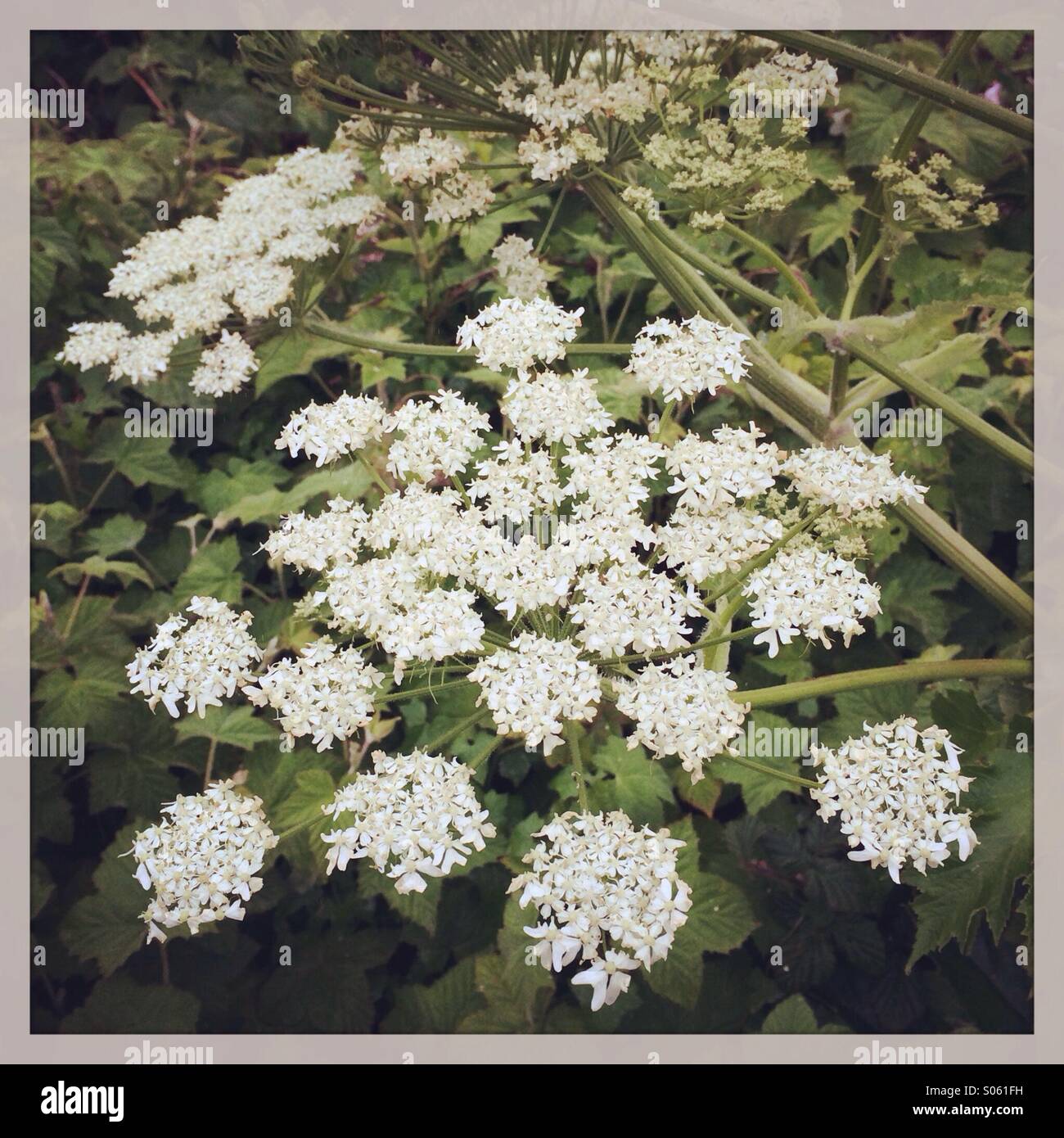 Queen Anne's lace Stock Photo - Alamy