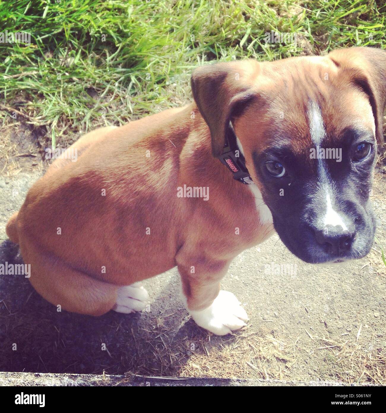 Boxer puppy hi-res stock photography and images - Alamy