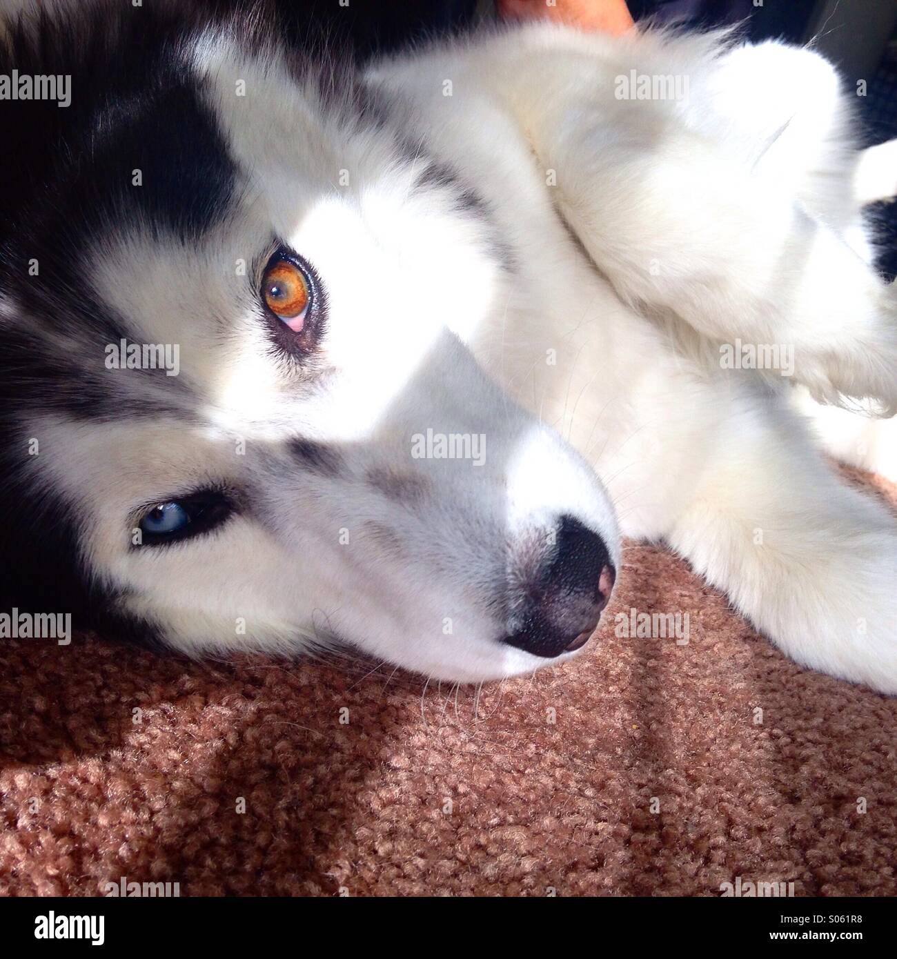 Bi eyed siberian husky hi-res stock photography and images - Alamy