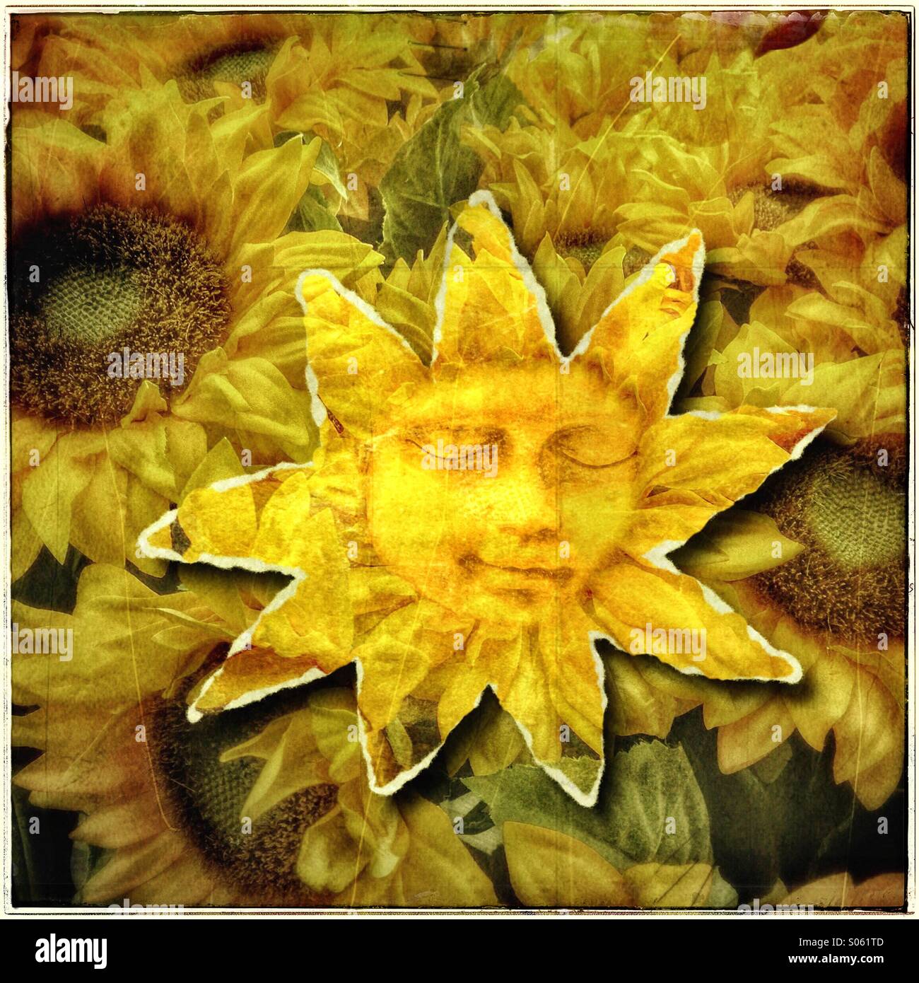 Sleepy sunflowers hi-res stock photography and images - Alamy
