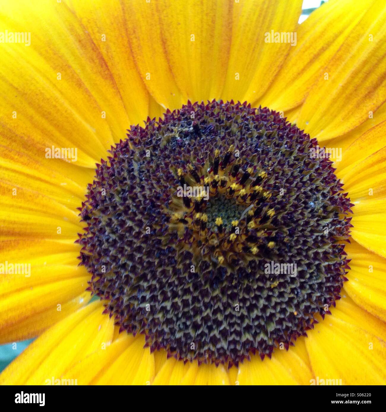 Sunflower face hi-res stock photography and images - Alamy