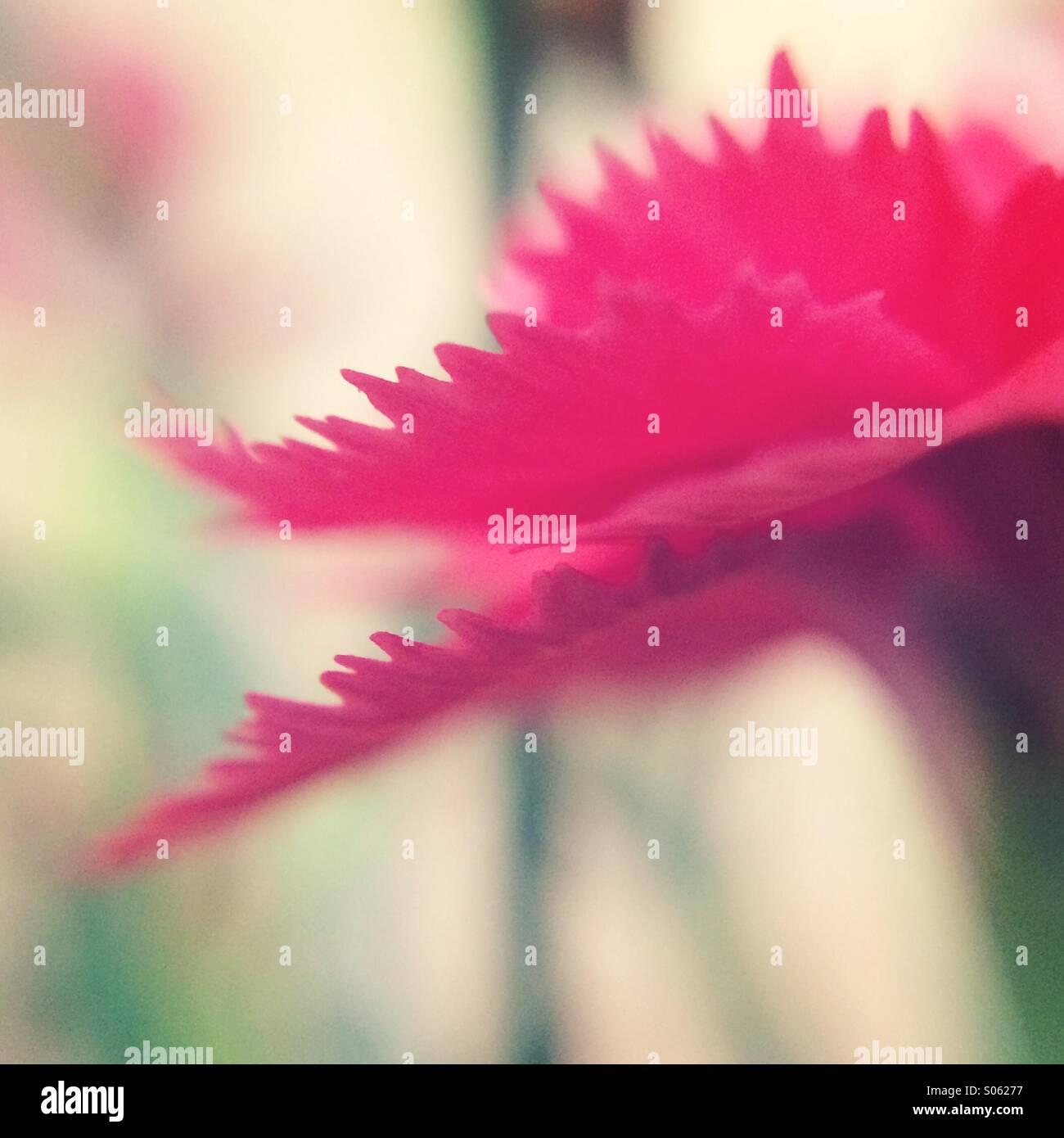 Pink Carnation flower Stock Photo - Alamy