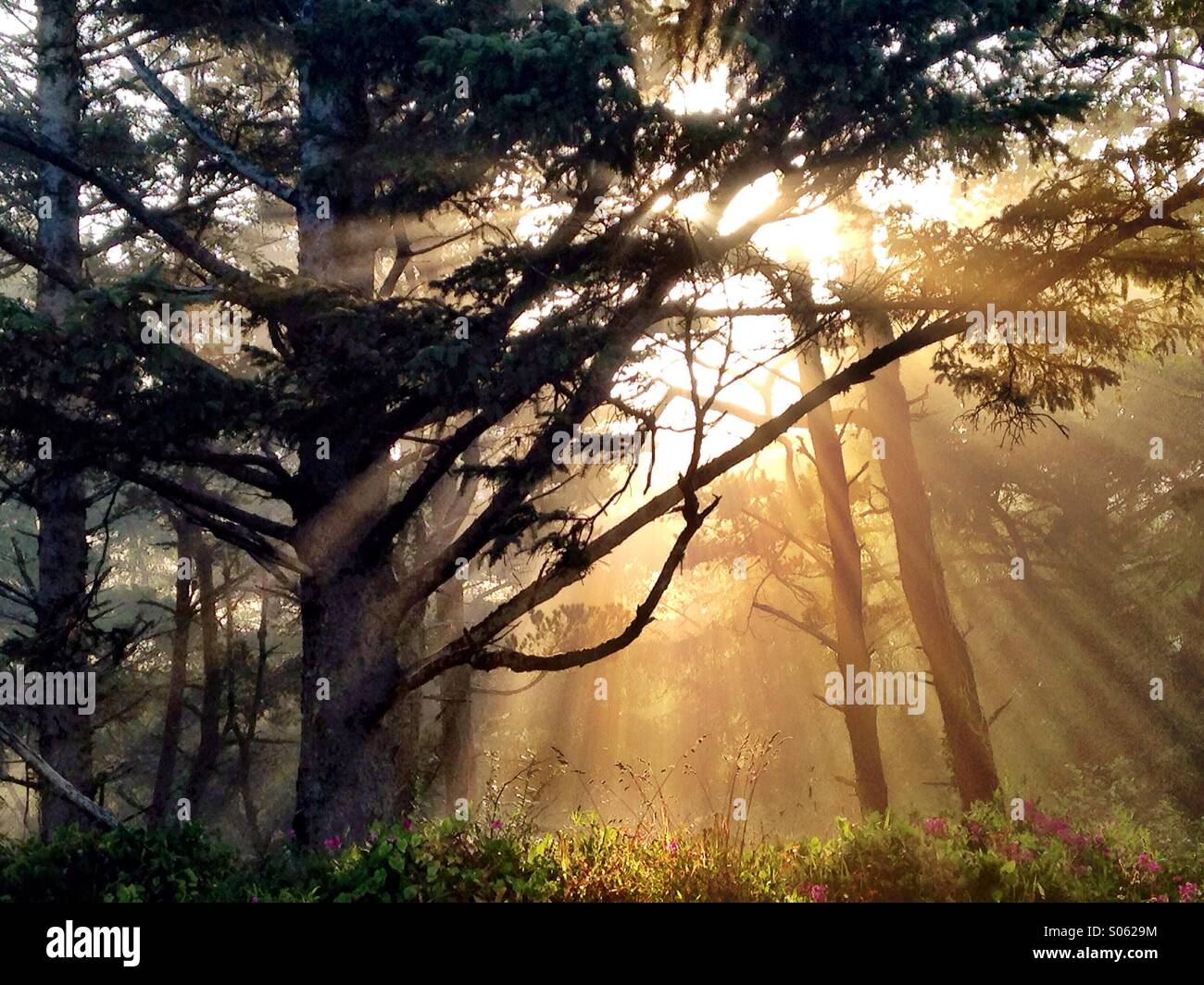 Light rays shine through the fog in a forest in Oregon Stock Photo - Alamy