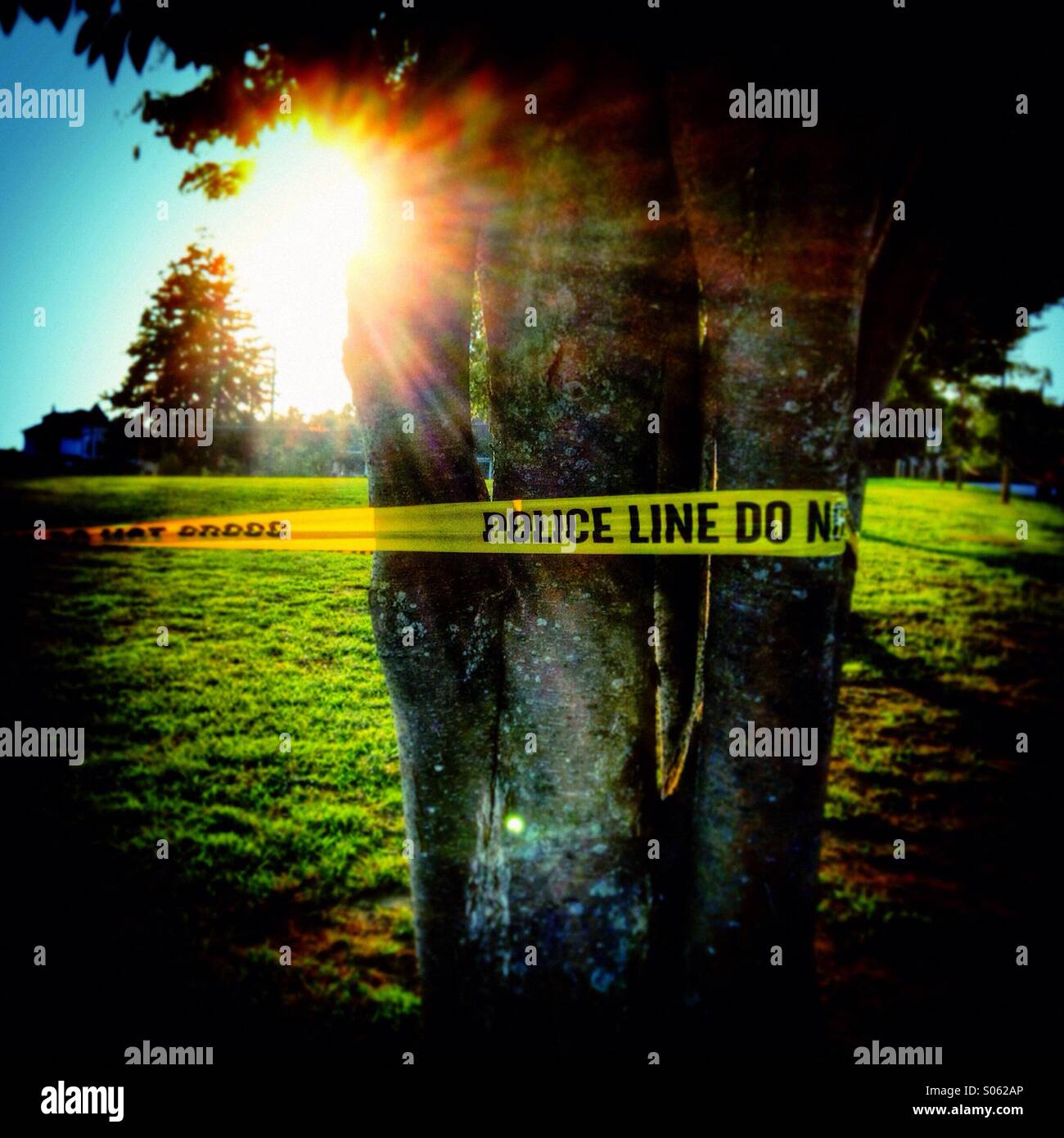 A police tape wrapped around a tree in a park Stock Photo - Alamy