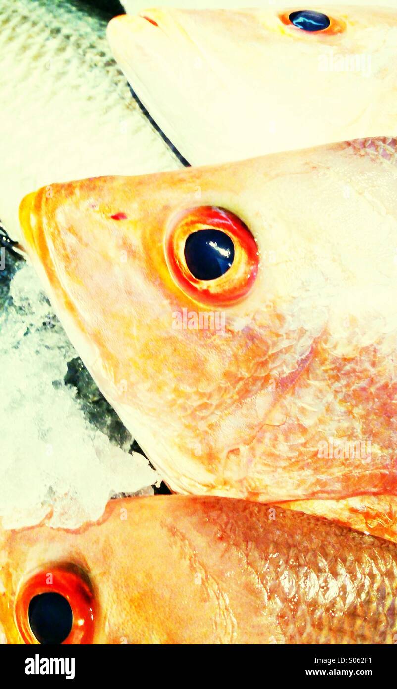 Scary dead fish hi-res stock photography and images - Alamy