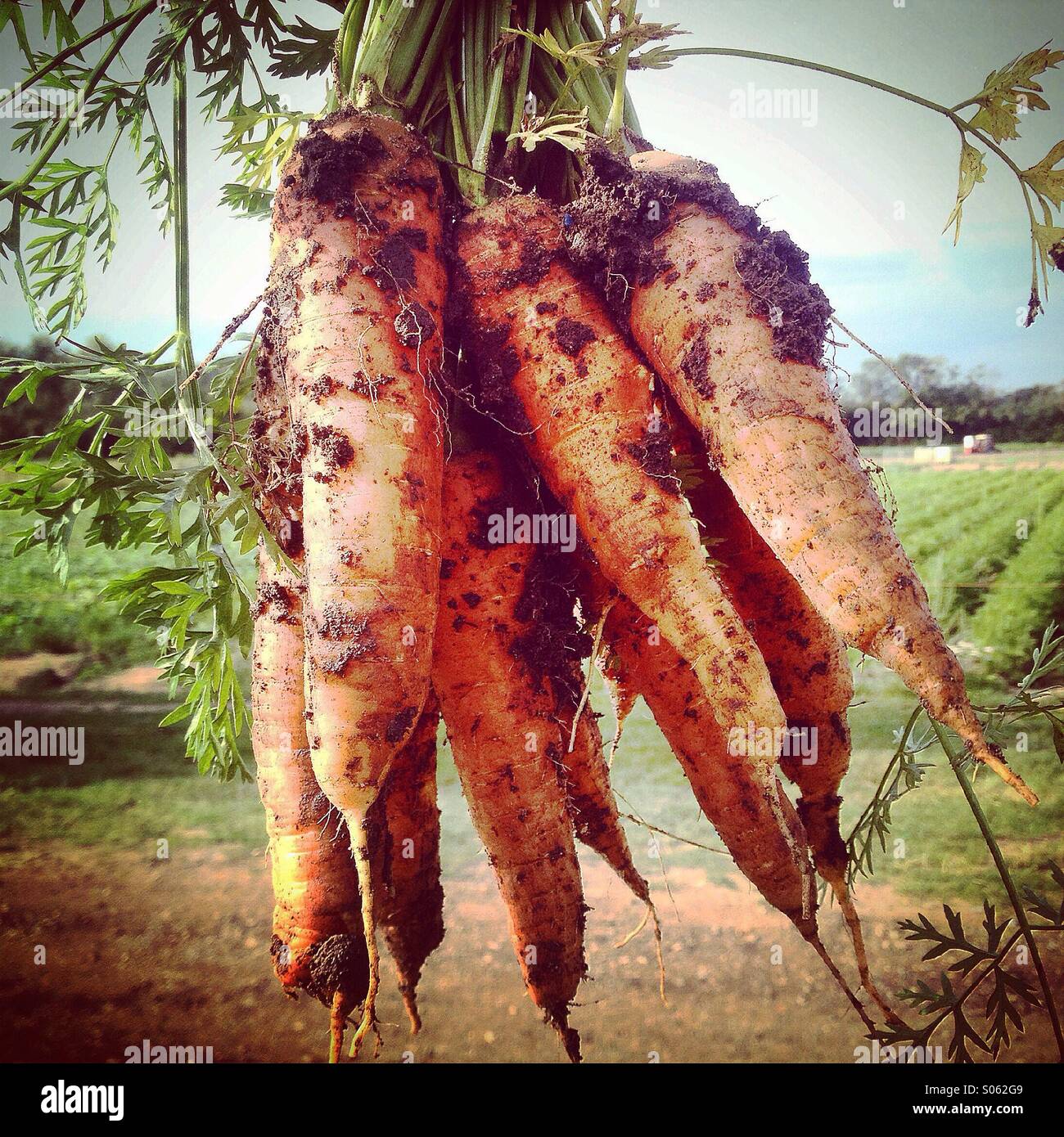 Fresh from the soil hi-res stock photography and images - Alamy
