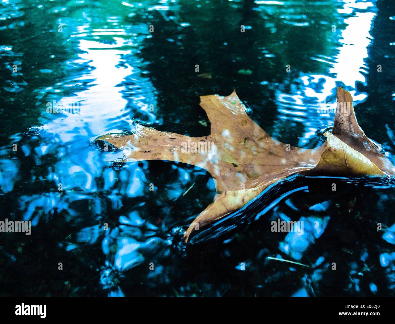 Puddle with leaf hi-res stock photography and images - Alamy