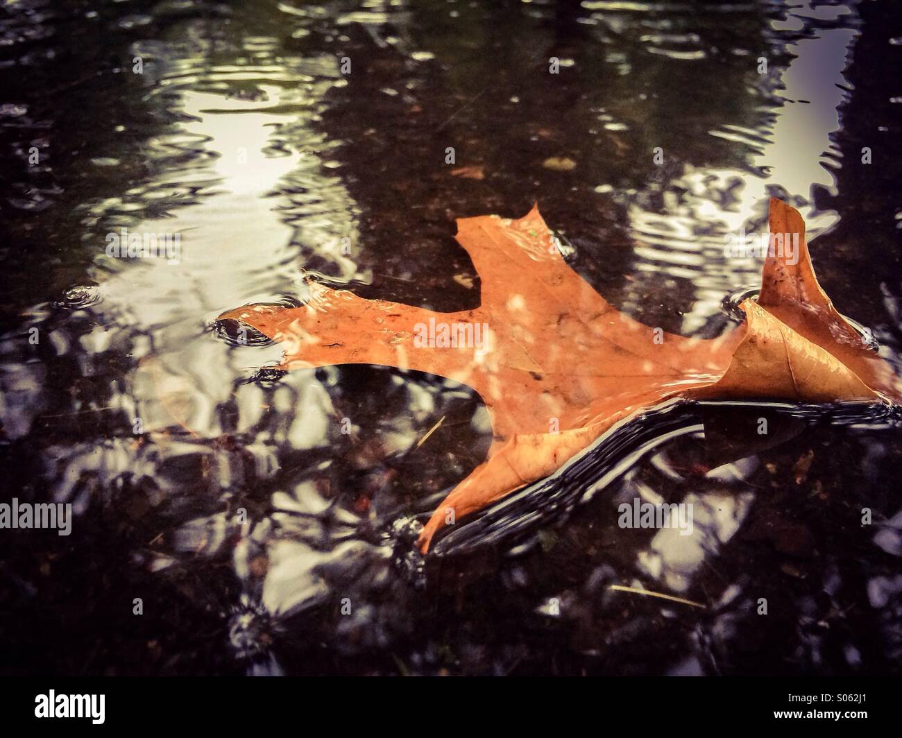 Puddle with leaf hi-res stock photography and images - Alamy