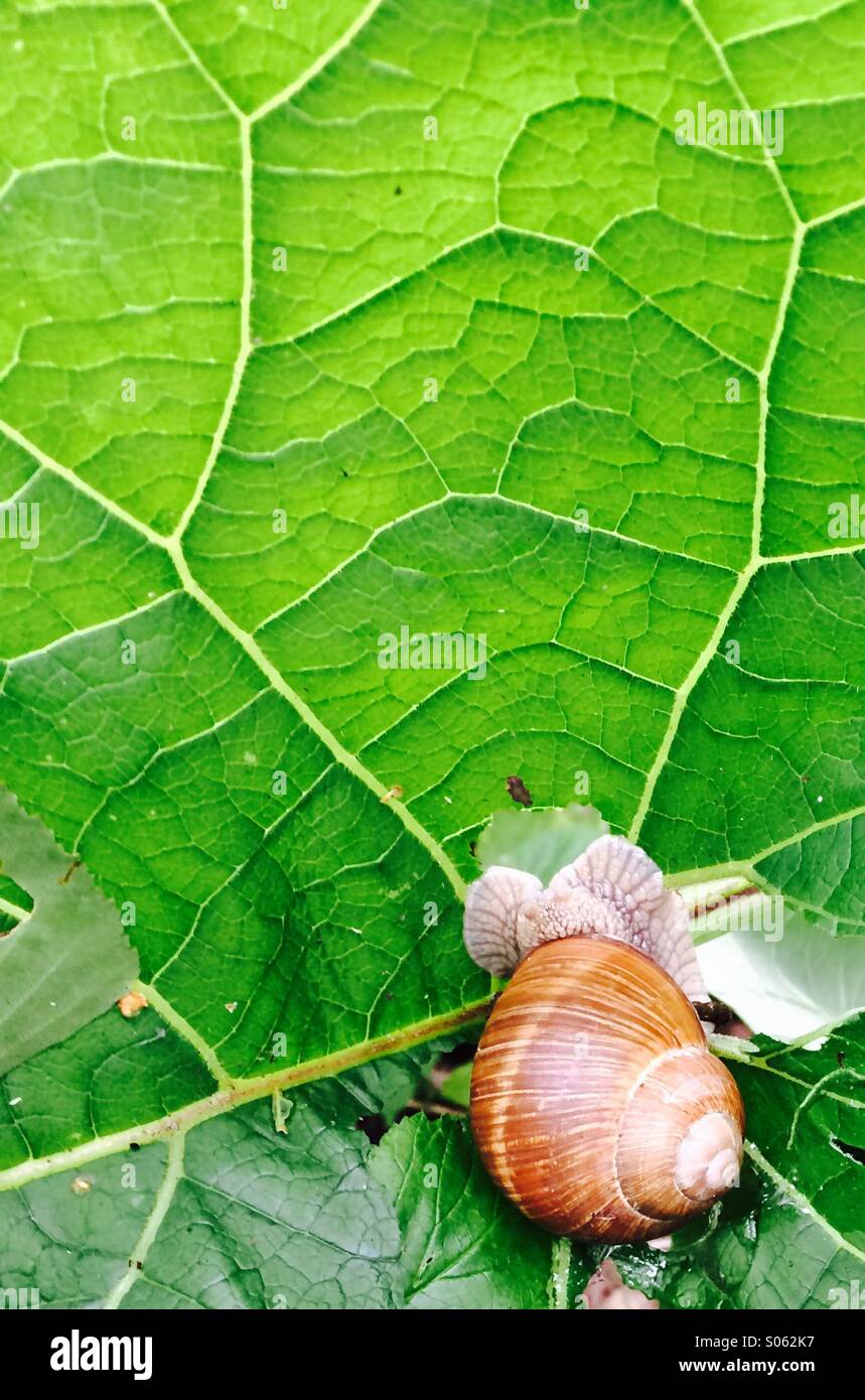 Leaf to eat hi-res stock photography and images - Alamy