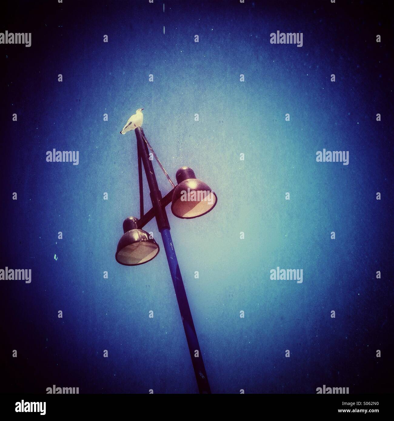 Seagull on a light poll Stock Photo - Alamy