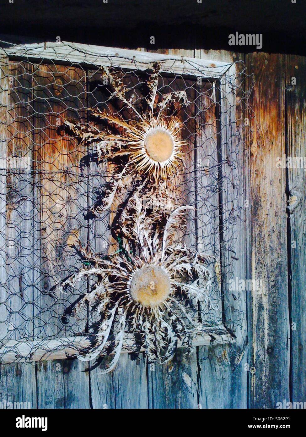 Dried sunflower hi-res stock photography and images - Alamy