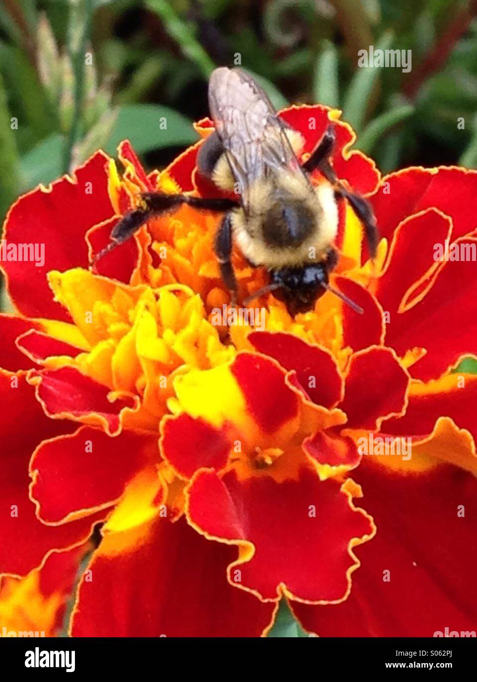 Bee on a marigold Stock Photo - Alamy