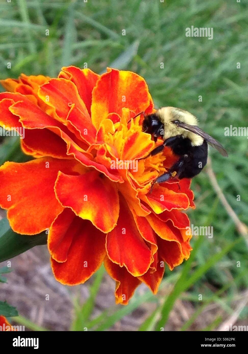 A bee gathering nectar from a marigold Stock Photo - Alamy