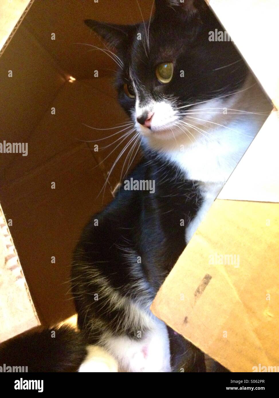 Kitty cat in box Stock Photo - Alamy