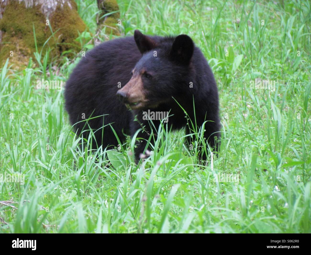 The Wild Black Black Stock Photo - Alamy