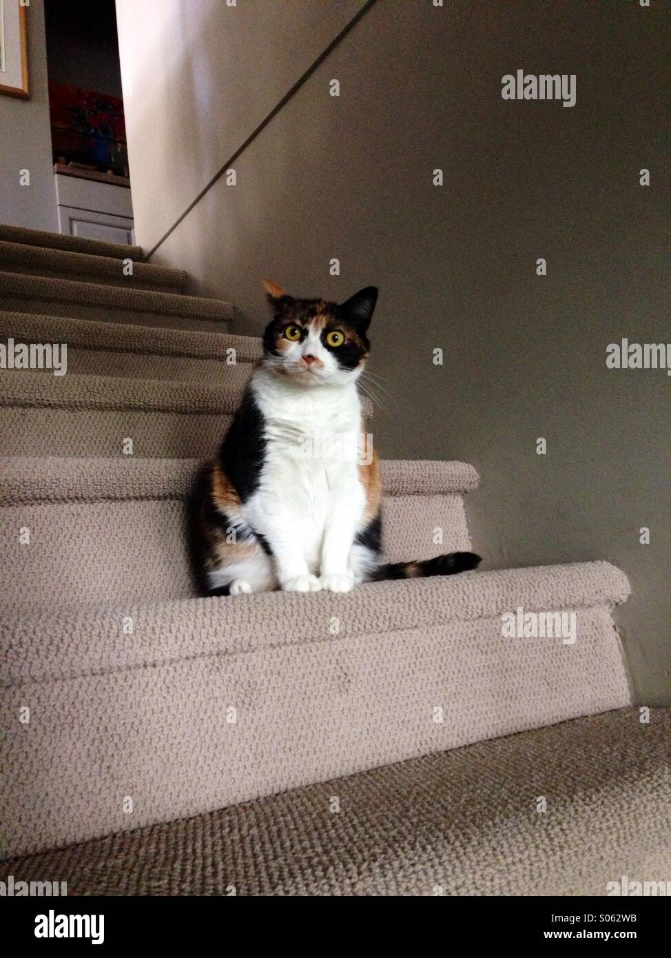 Confused funny hi-res stock photography and images - Alamy