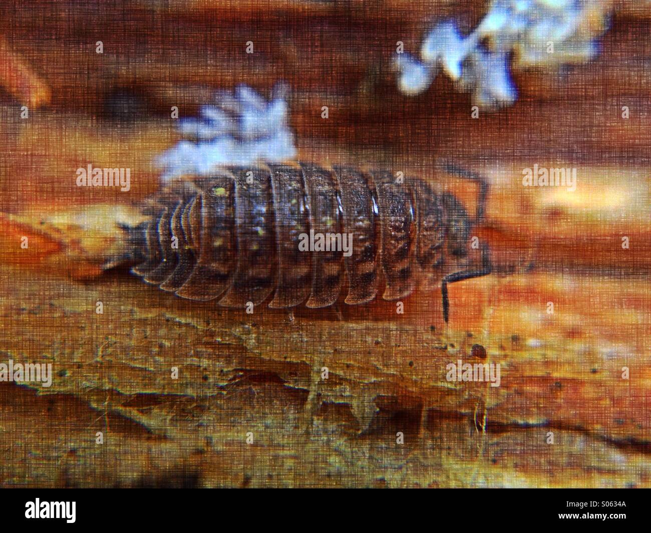 Wood louse on woodland floor Stock Photo - Alamy
