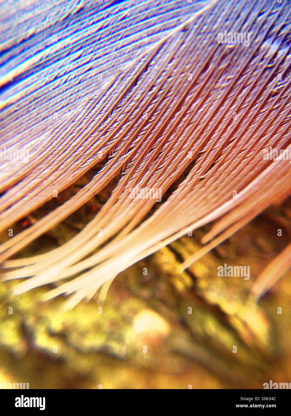 Feather tip hi-res stock photography and images - Alamy